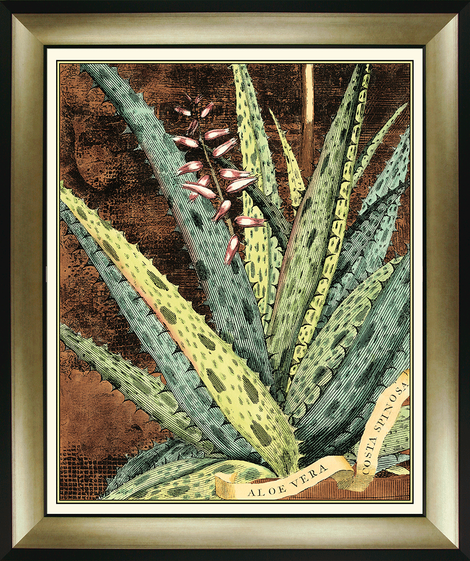 Aloe Vera Images Poster Aloe Vera Propagation | Isolated Succulent