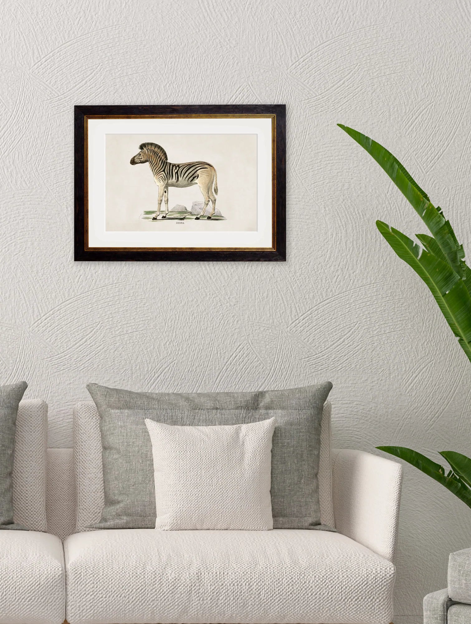 c.1774 Zebra – The Artists Quarter