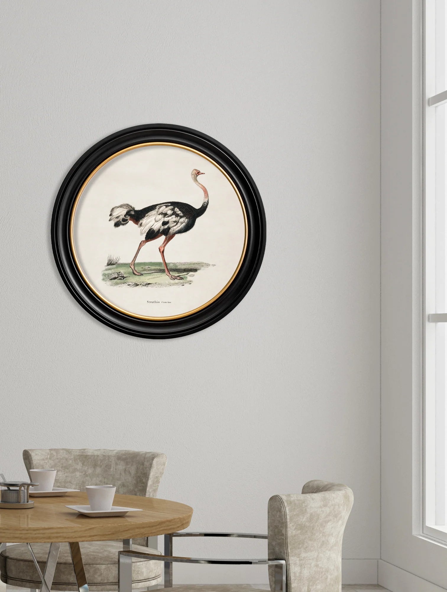 c.1846 Ostrich - Round Frame – The Artists Quarter