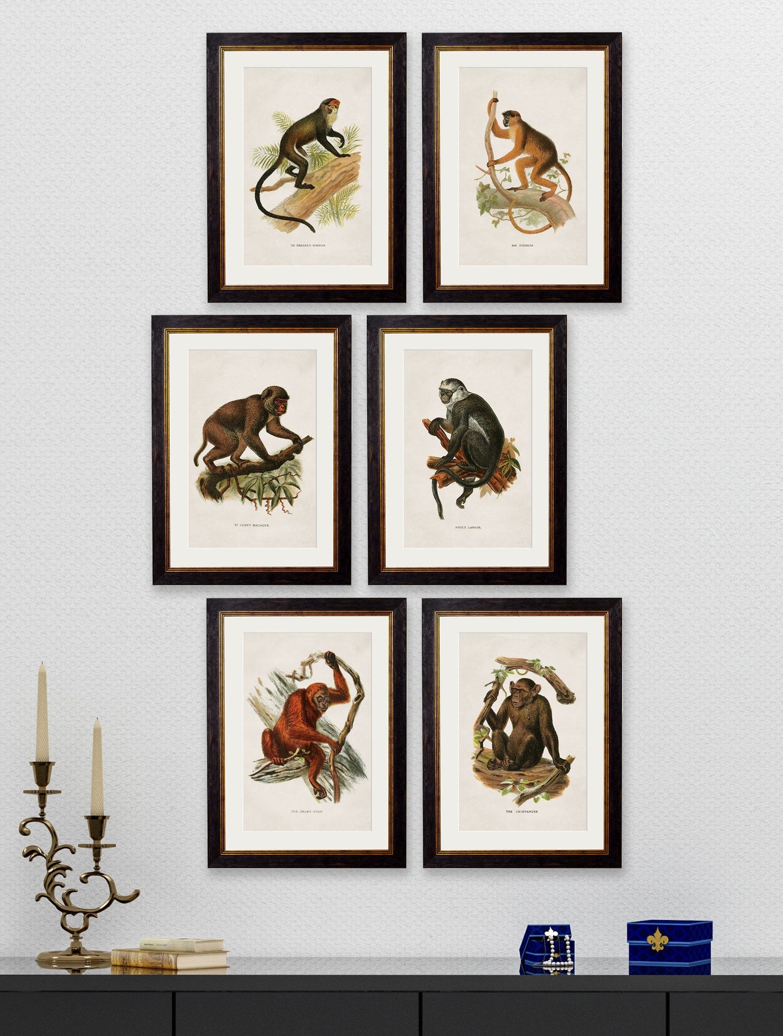 c.1910 Collection of Primates – The Artists Quarter